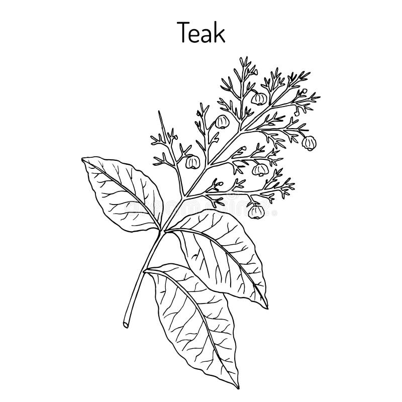 Teak Tree Drawing