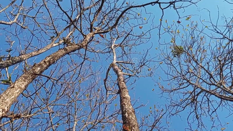 Teak Tree (Tectona Grandis) Whose Leaves are Falling, with a Blue Sky ...