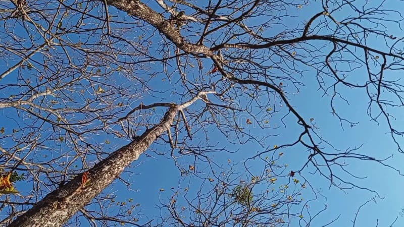 Teak Tree (Tectona Grandis) Whose Leaves are Falling, with a Blue Sky ...
