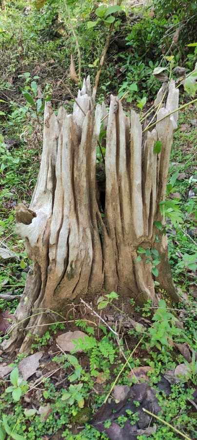 Teak tree trail in jungle stock photo. Image of flower - 283339696