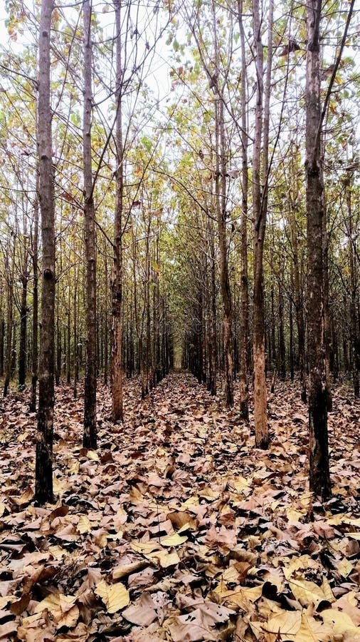 Teak Tree, Tropical Forest at Java Island Indonesia Stock Image - Image ...
