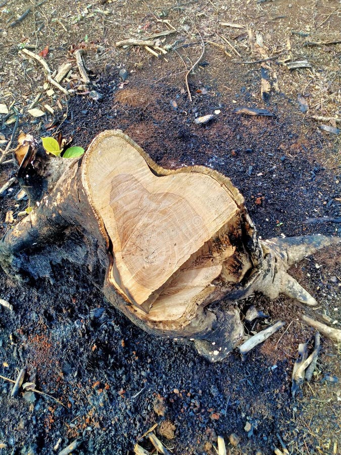 Teak Tree Trunk that Has Been Cut Down Stock Photo - Image of plant ...