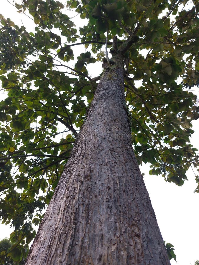 Teak tree stock image. Image of landscape, forest, environment - 270017641