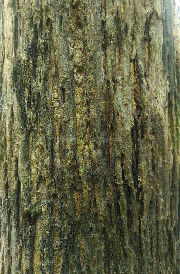 Close Up Teak Shot of Natural Wood Cut Texture Stock Photo - Image of ...