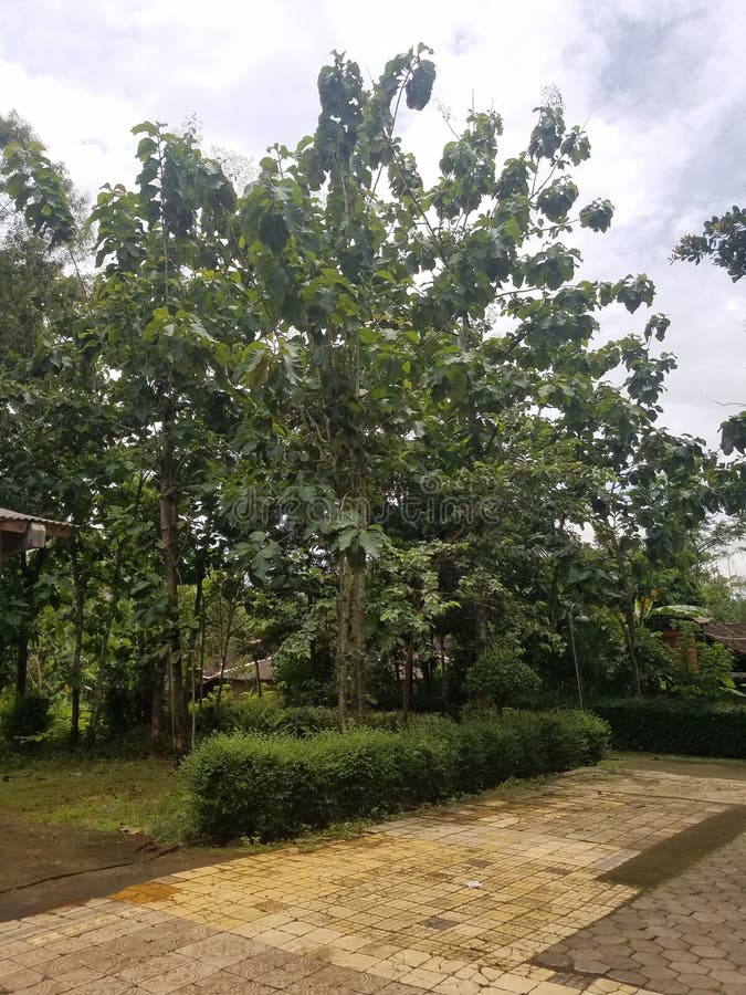 Teak tree in the yard stock image. Image of flower, branch - 271001545