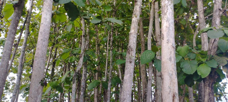 Teak Tree that is only 10 Years Old Stock Photo - Image of jati, pohon ...
