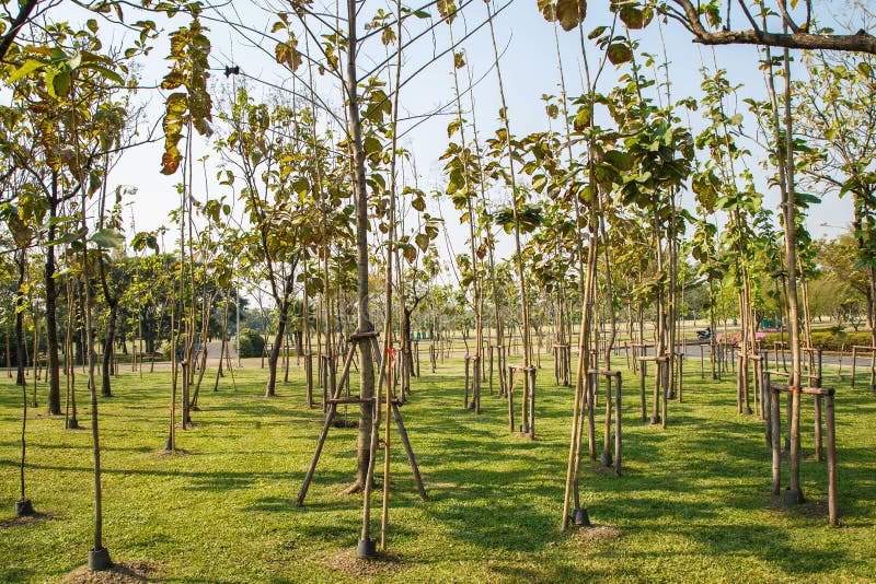Teak Trees In An Agricultural Stock Image - Image of forest ...