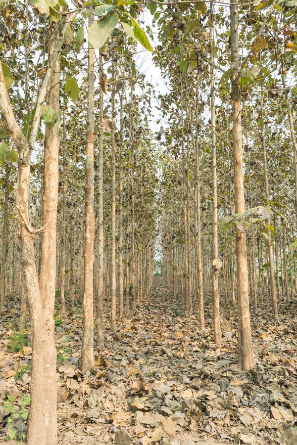 Teak trees stock image. Image of grass, season, forest - 31554877