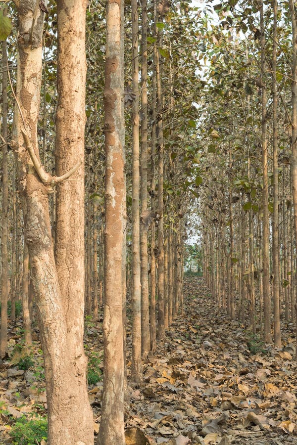 Teak Trees Surrounded by Kalanjana Grass Stock Photo - Image of teak ...