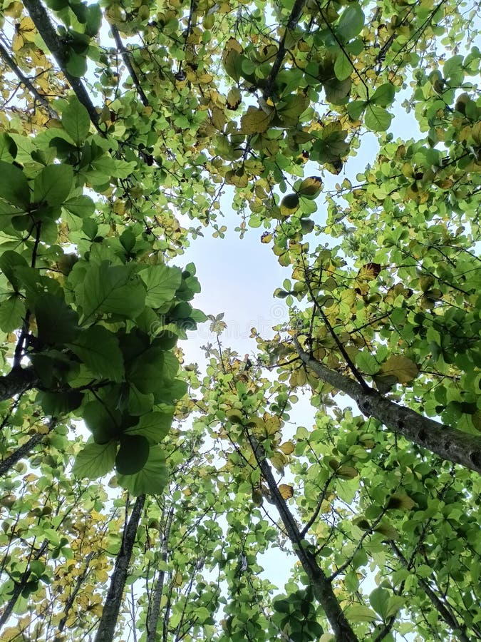 Teak Trees in the Garden stock photo. Image of forest - 265678580