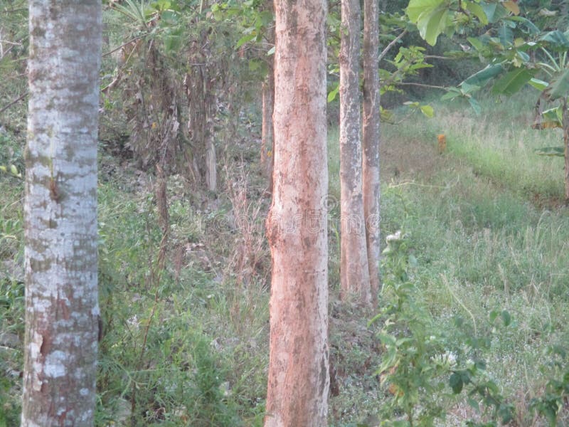 Teak trees lined up stock image. Image of trees, jungle - 255044059