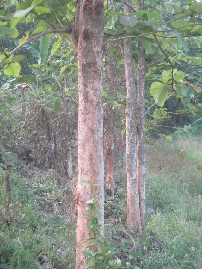 1,596 Teak Trees Stock Photos - Free & Royalty-Free Stock Photos from ...