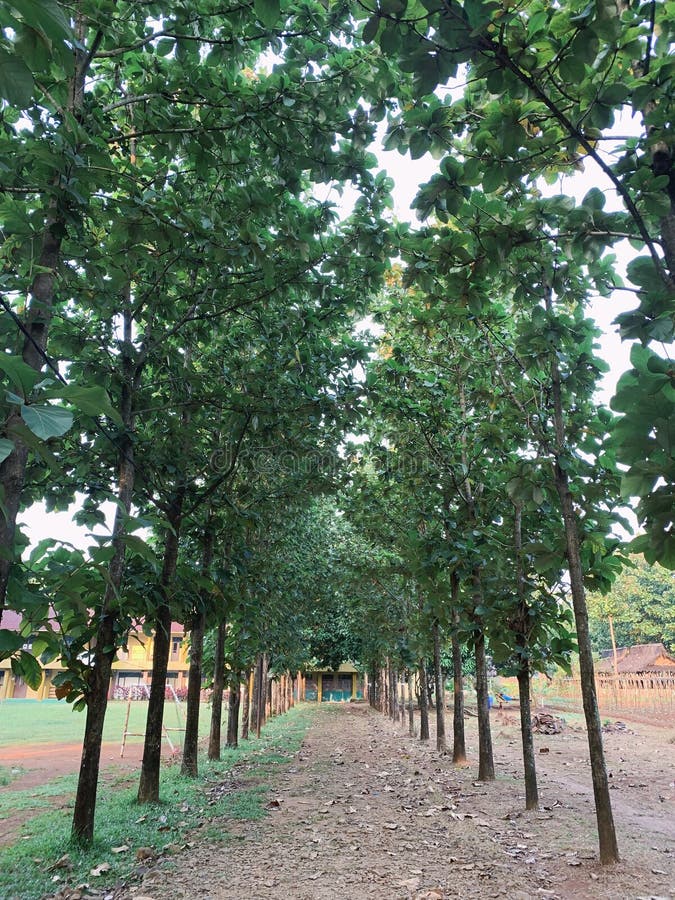 Teak trees at yard stock illustration. Illustration of beauty - 319124063