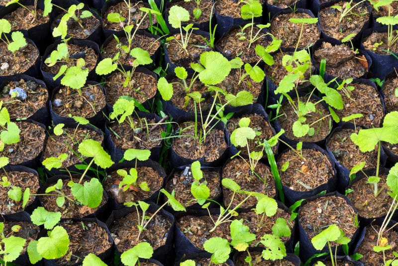 Teak trees stock photo. Image of nature, light, flora - 35253446