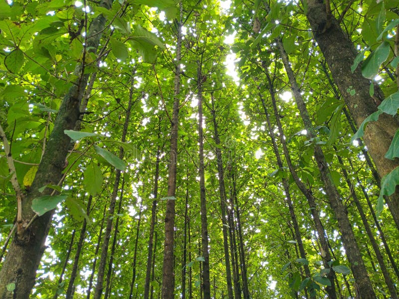 Teak Trees in Tropical Forest Stock Photo - Image of forest, green ...