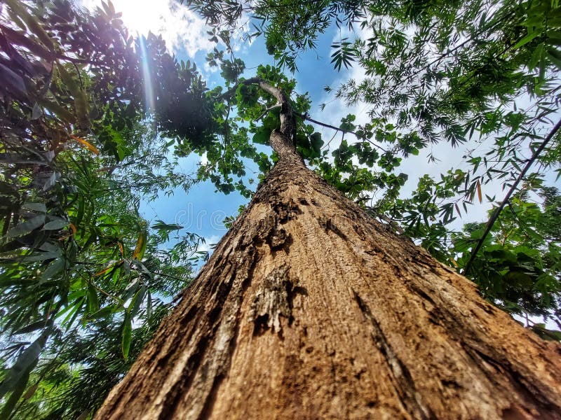 Teak is a Type of Tree that is Often Used To Meet Our Needs. Stock ...