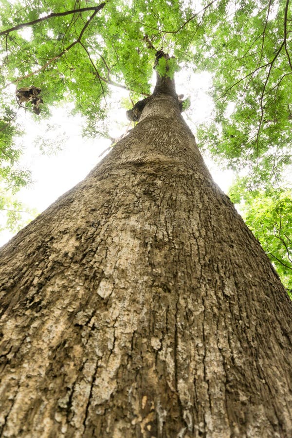 Teak wood bark stock photo. Image of forest, trunk, jungles - 95375770