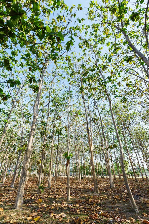 Teak wood stock photo. Image of foliage, agriculture - 40350014