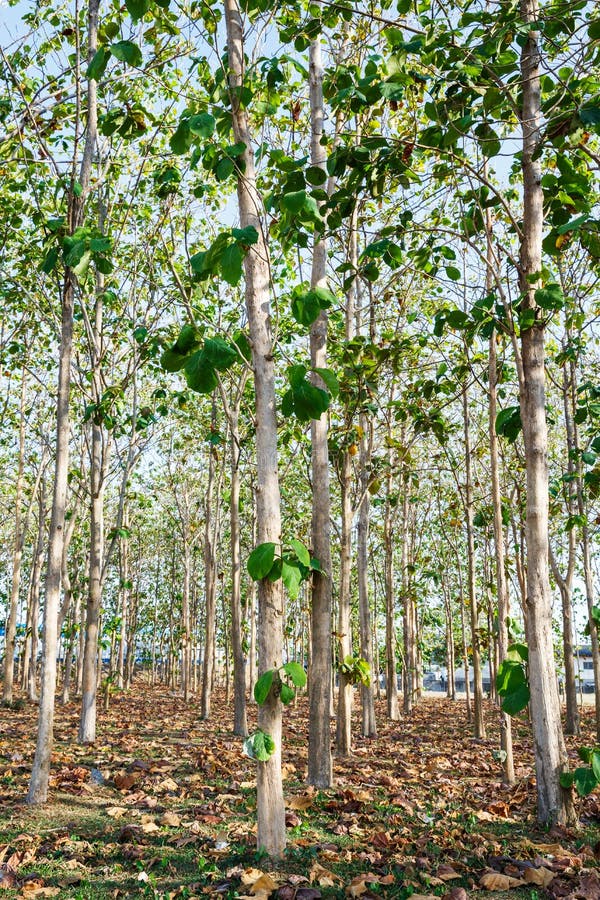 Teak wood stock photo. Image of branch, close, natural - 40350416