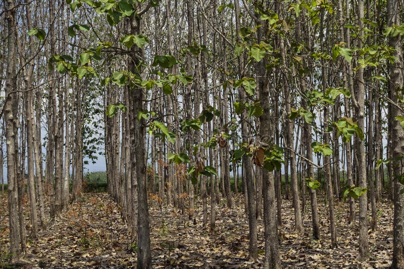 Teak wood in rain forest stock image. Image of blue - 130684199