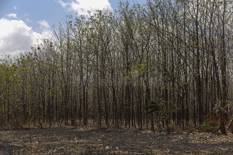 Teak wood in rain forest stock image. Image of branches - 130684347