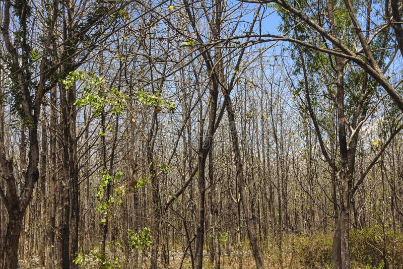 Teak wood in rain forest stock image. Image of rain - 130684881