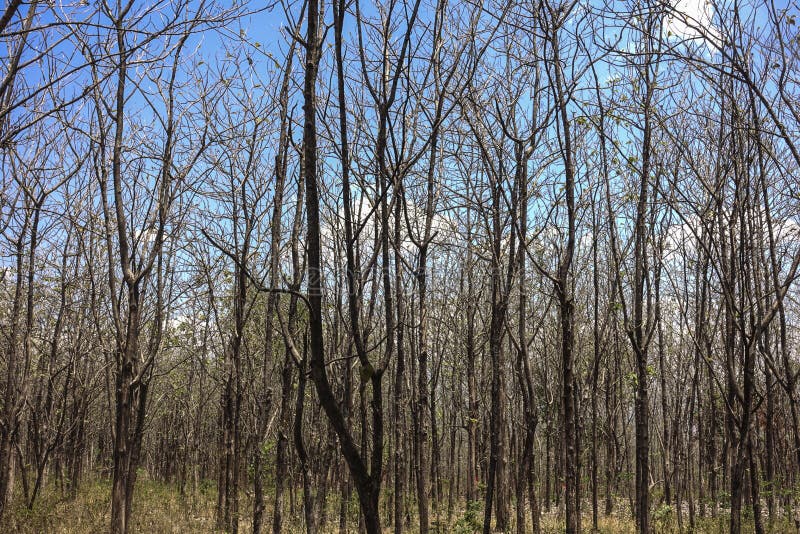 Teak wood in rain forest stock image. Image of forest - 130685041