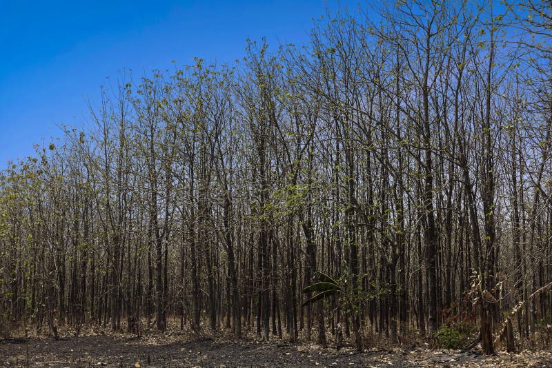 Teak wood in rain forest stock image. Image of rain - 130684881