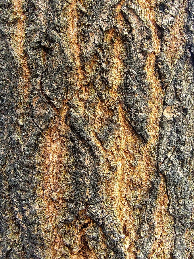 Bark j stock image. Image of wood, skin, experience - 284651603