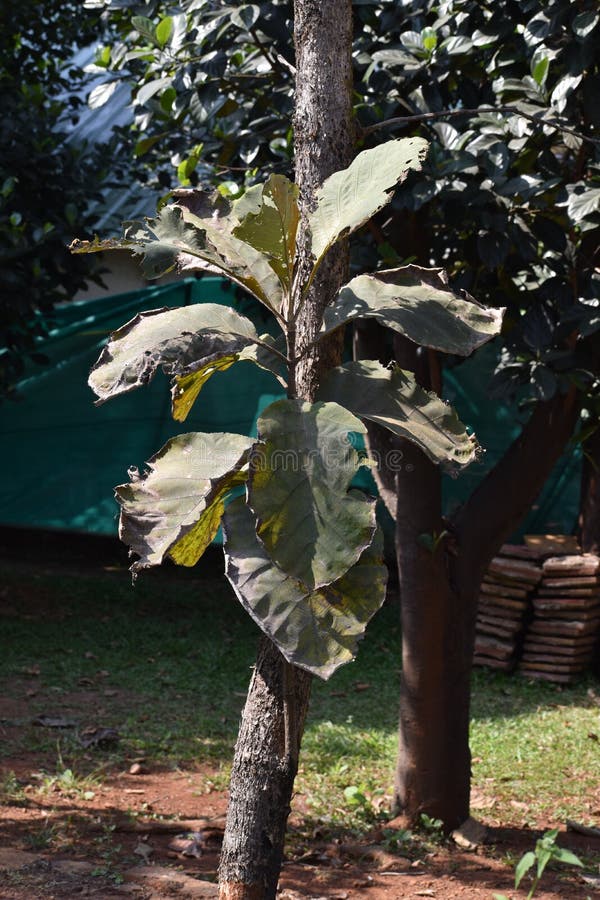 Teak wood tree in forest stock image. Image of timber - 260410451