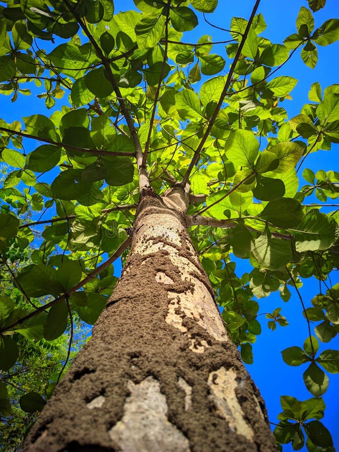 Teak Wood Whose Trunk is Slightly Affected by Termites Stock Photo ...