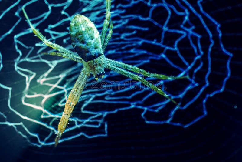 Teal Color of the Spider Net, Financial or Programming Security Concept ...