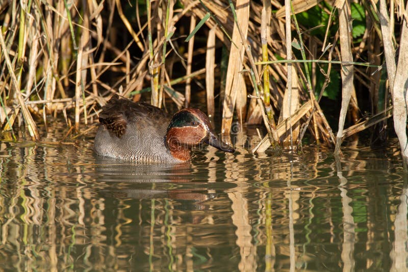 Teal Duck Marsh Bird Italy Europe Stock Image - Image of ornithology ...