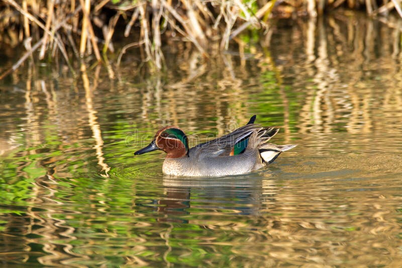 Teal Duck Marsh Bird Italy Europe Stock Image - Image of grande ...