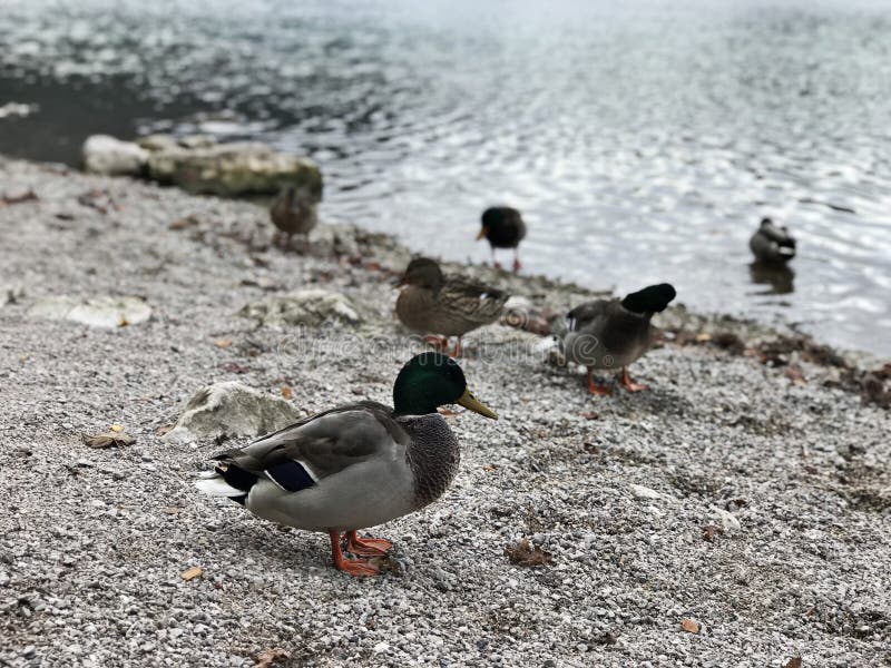Teal Ducks at Lake Eibsee, Germany. Stock Photo - Image of loch ...