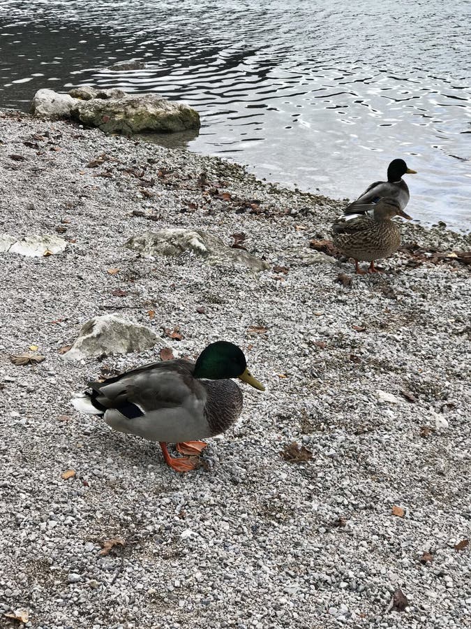 Teal Ducks at Lake Eibsee, Germany. Stock Photo - Image of landmark ...