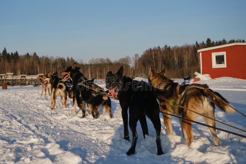 Metis Mongrels Stock Photos - Free & Royalty-Free Stock Photos from ...