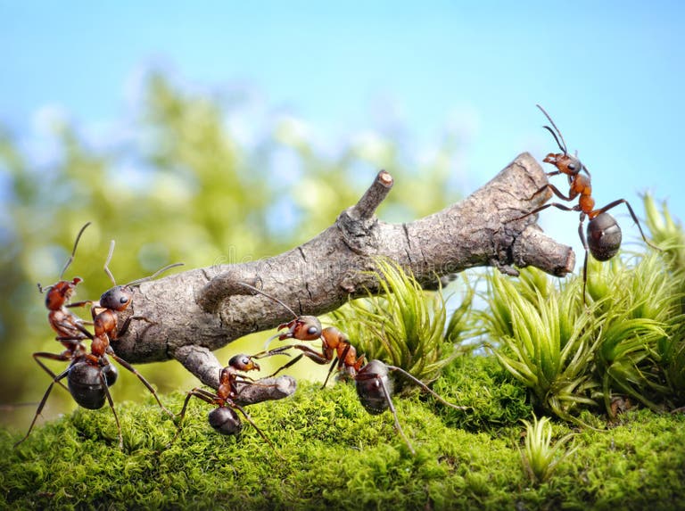 Team of Ants Carry Log, Teamwork Stock Photo - Image of bring, carry ...