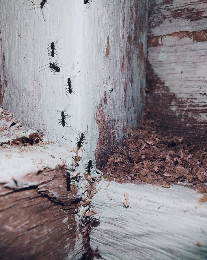 Team of Ants Cooperation in Construction Stock Image - Image of ants ...