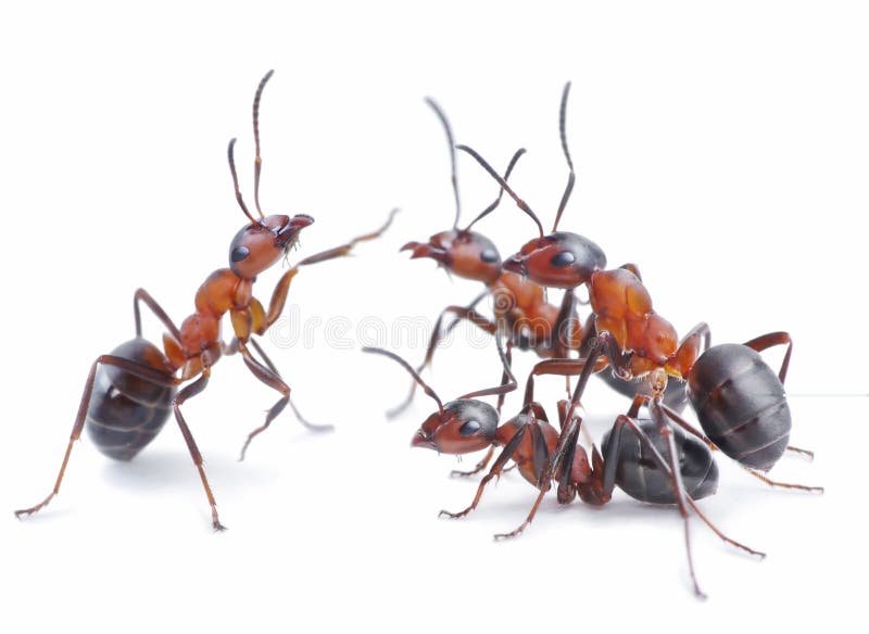 Team of Ants, Meeting Concept Stock Image - Image of closeup, chief ...