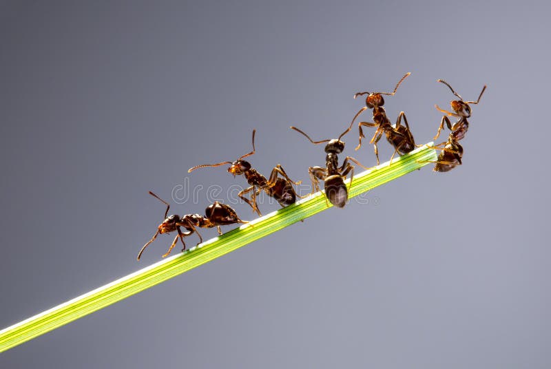 Team of ants. stock image. Image of copy, rush, business - 32416535