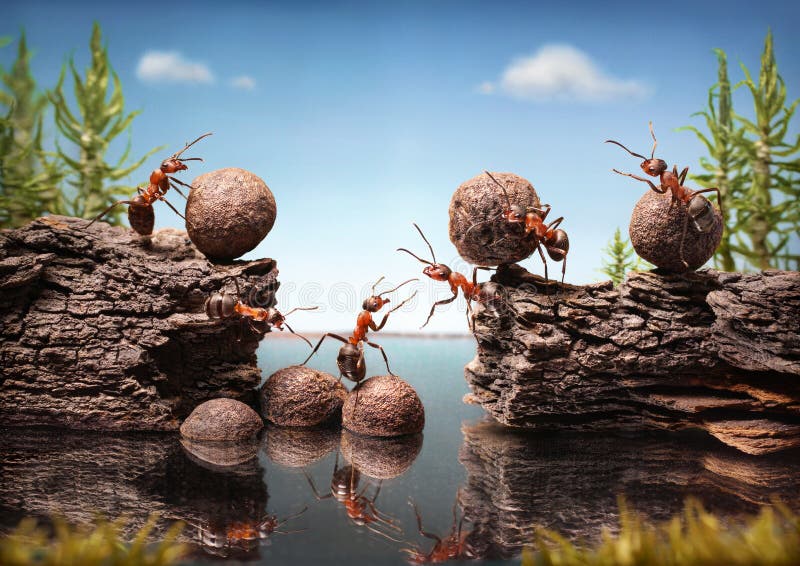 Ants Constructing Word Team with Letters, Teamwork Stock Image - Image ... Ants Constructing Word Team with Letters, Teamwork Stock Image - Image ...