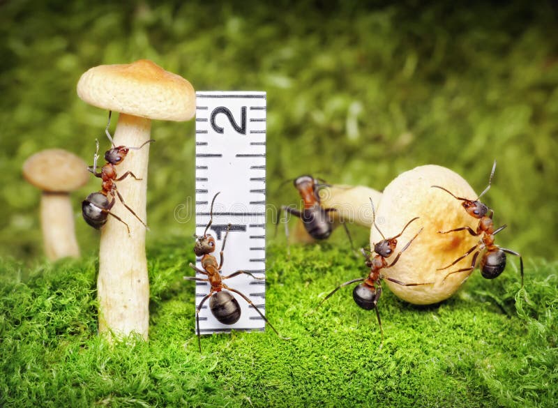 Team of Ants Work with Harvest, Teamwork Stock Photo - Image of food ...