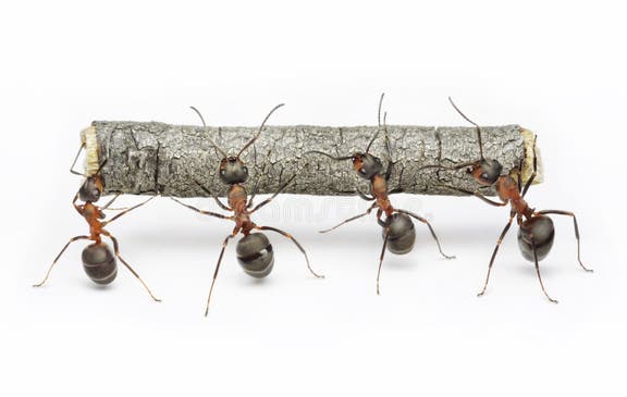 Team of Ants Work with Log, Teamwork Stock Image - Image of four ...