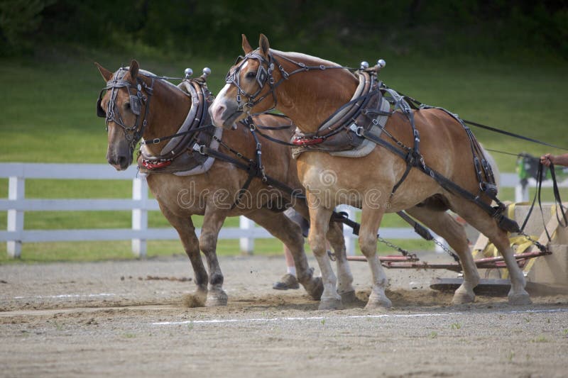 147 Team Draft Horse Pulling Stock Photos - Free & Royalty-Free Stock ...
