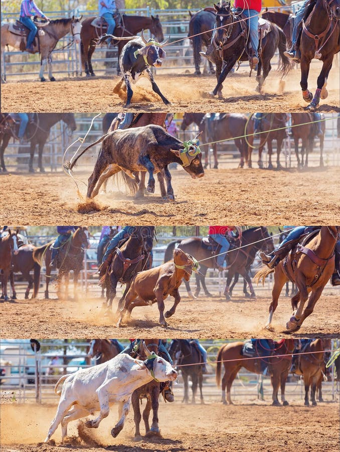 Team Calf Roping Rodeo Collage Imagen de archivo editorial - Imagen de ...