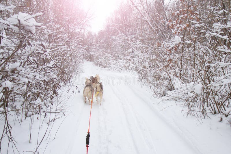 Team of Dogs Runs through a Winter Forest, Rear View Stock Image ...