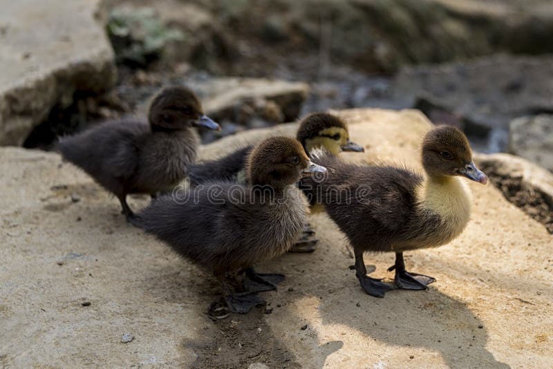 A team of duckling stock photo. Image of collaborate - 53896994