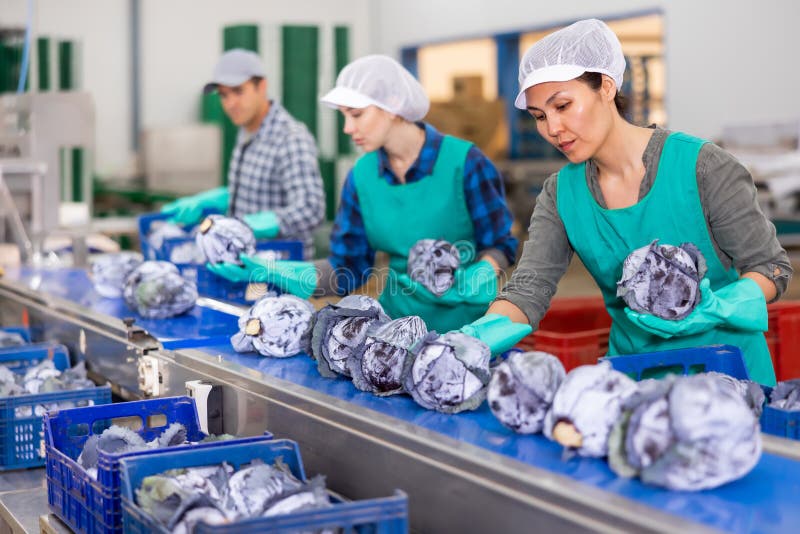 Team of Female Workers Sorting Red Cabbage on the Conveyor of a ...