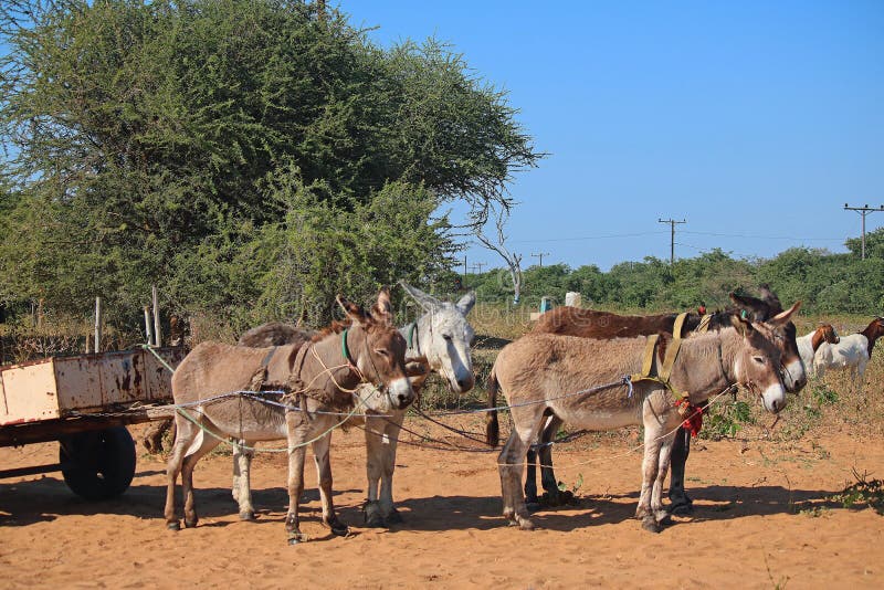 Four donkeys stock photo. Image of side, weather, cederberg - 20949094